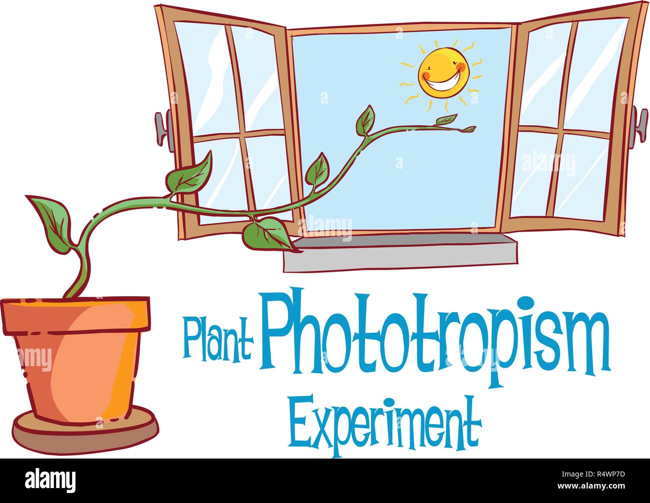 Phototropism experiment hi-res stock photography and images - Alamy