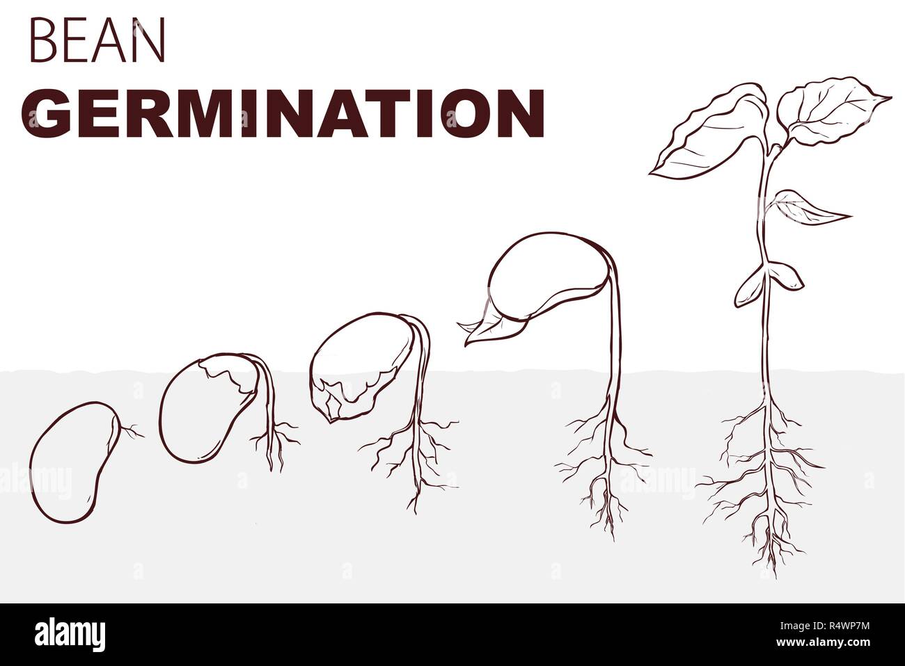 vector illustration Seed germination beans Stock Vector Image & Art - Alamy