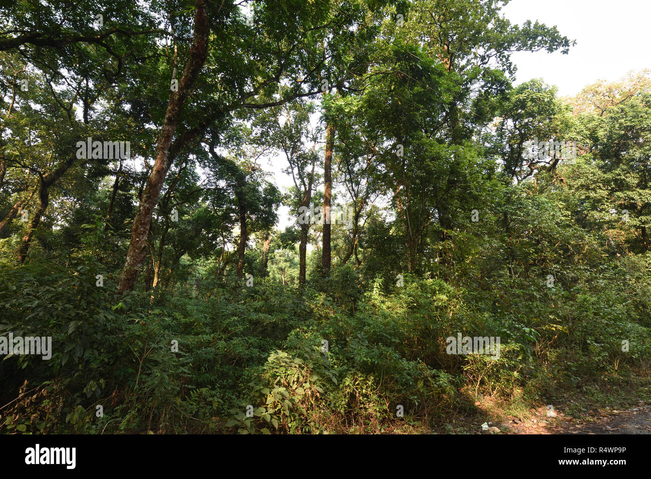 Buxa Tiger Reserve of Buxa National Park in Jalpaiguri district of West ...