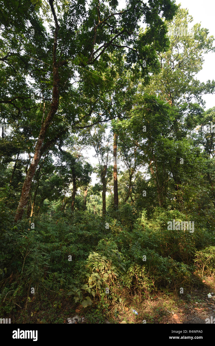 Sublime tiger hi-res stock photography and images - Alamy