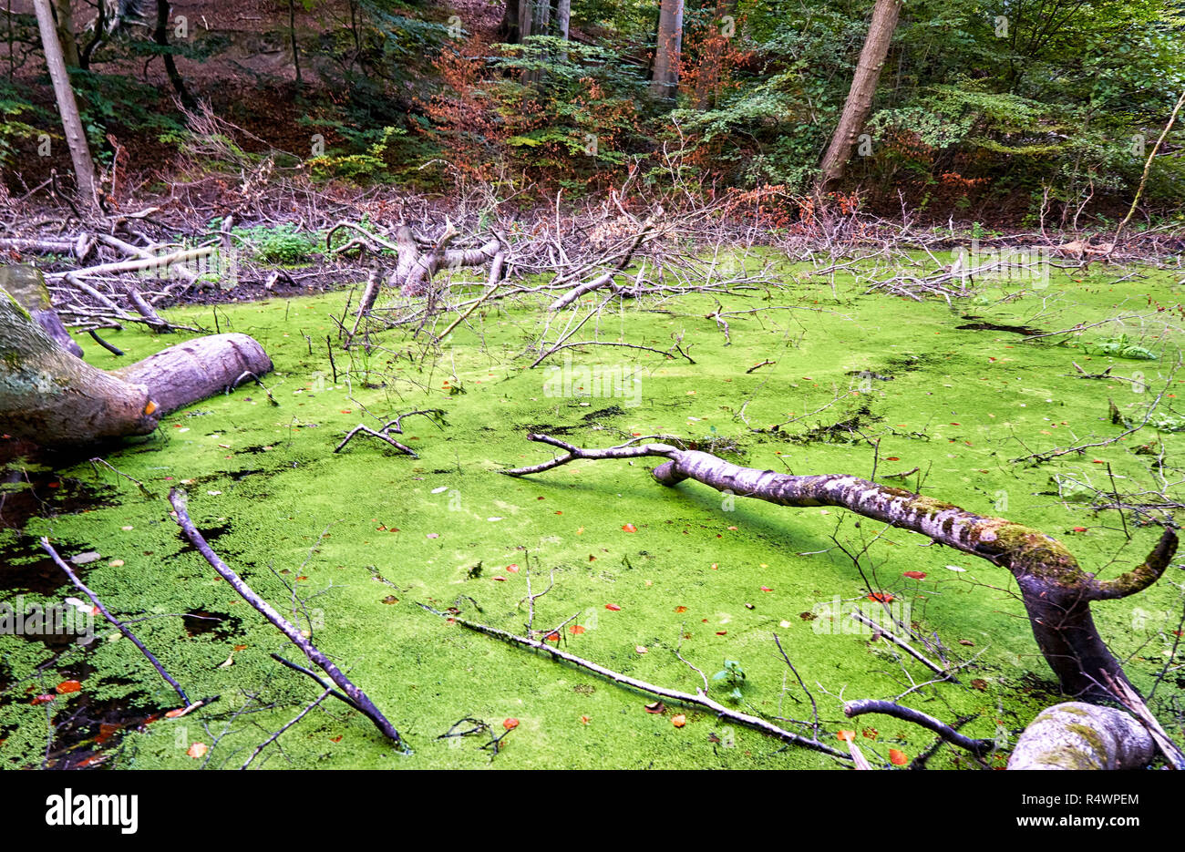 Branches in the swamp at the forest Stock Photo - Alamy