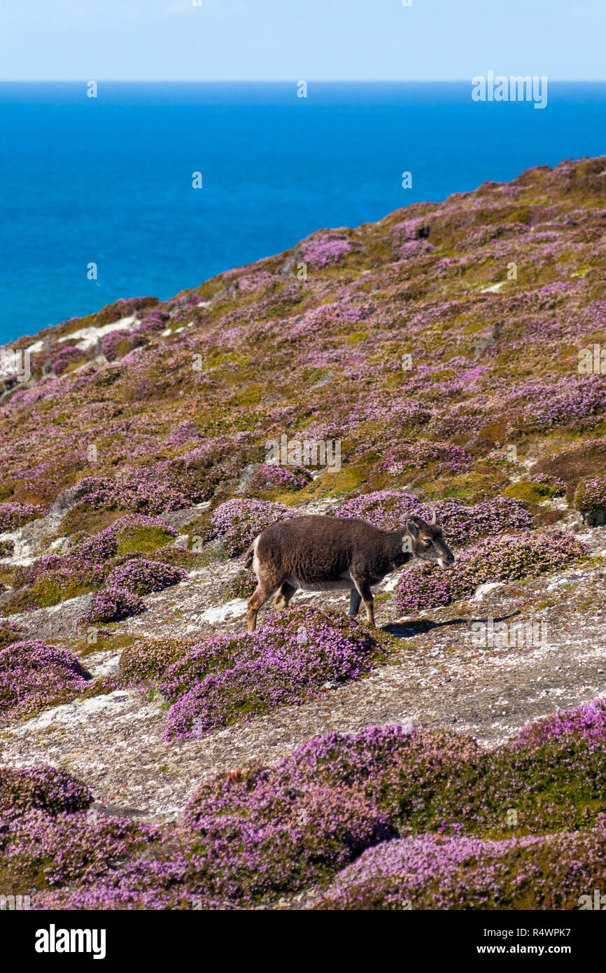 Soay island hi-res stock photography and images - Alamy