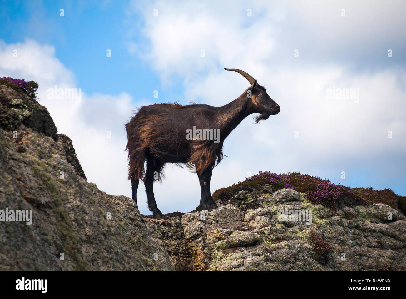 Devon island and wildlife hi-res stock photography and images - Alamy