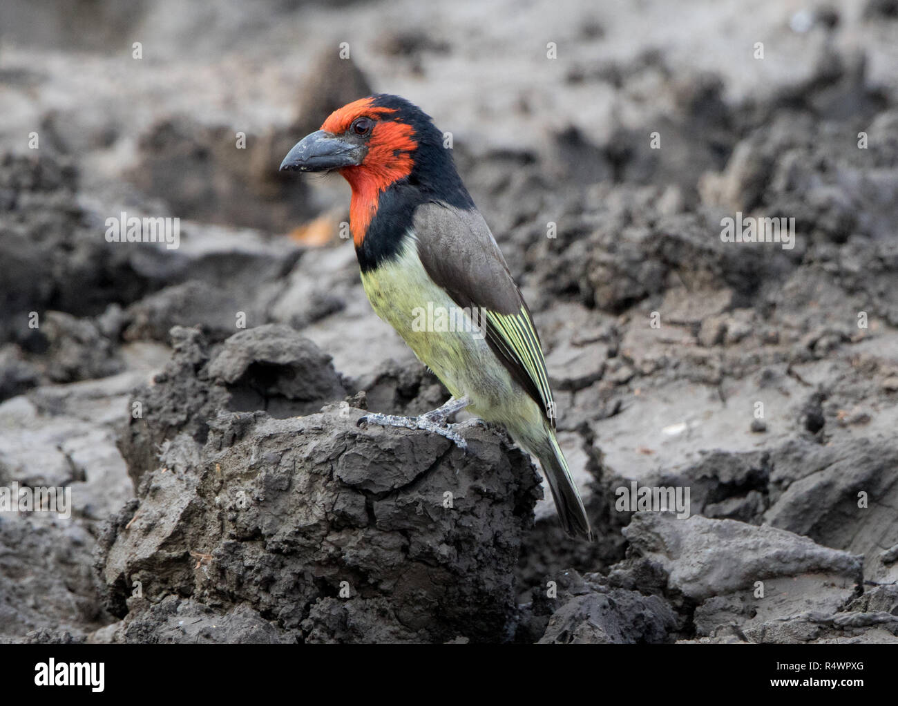 Black-collard Barbet (Lybius torquatus Stock Photo - Alamy