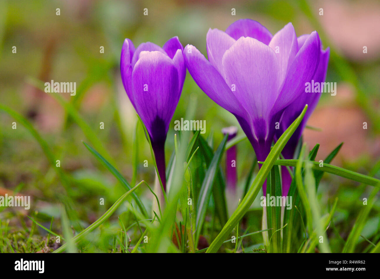 Szafran spiski hi-res stock photography and images - Alamy