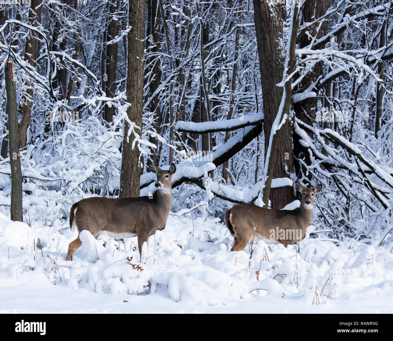 Deer in a snowy forest Stock Photo - Alamy