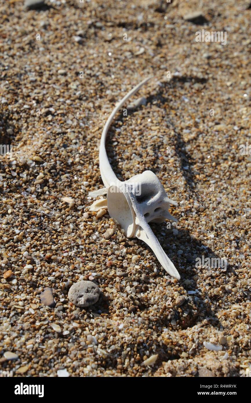 Bone For Tuna High Resolution Stock Photography and Images - Alamy