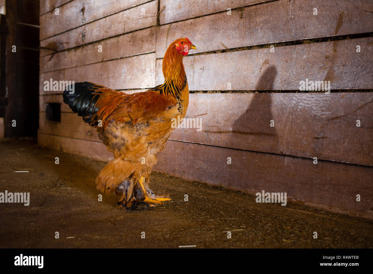 Feathered legs hi-res stock photography and images - Alamy