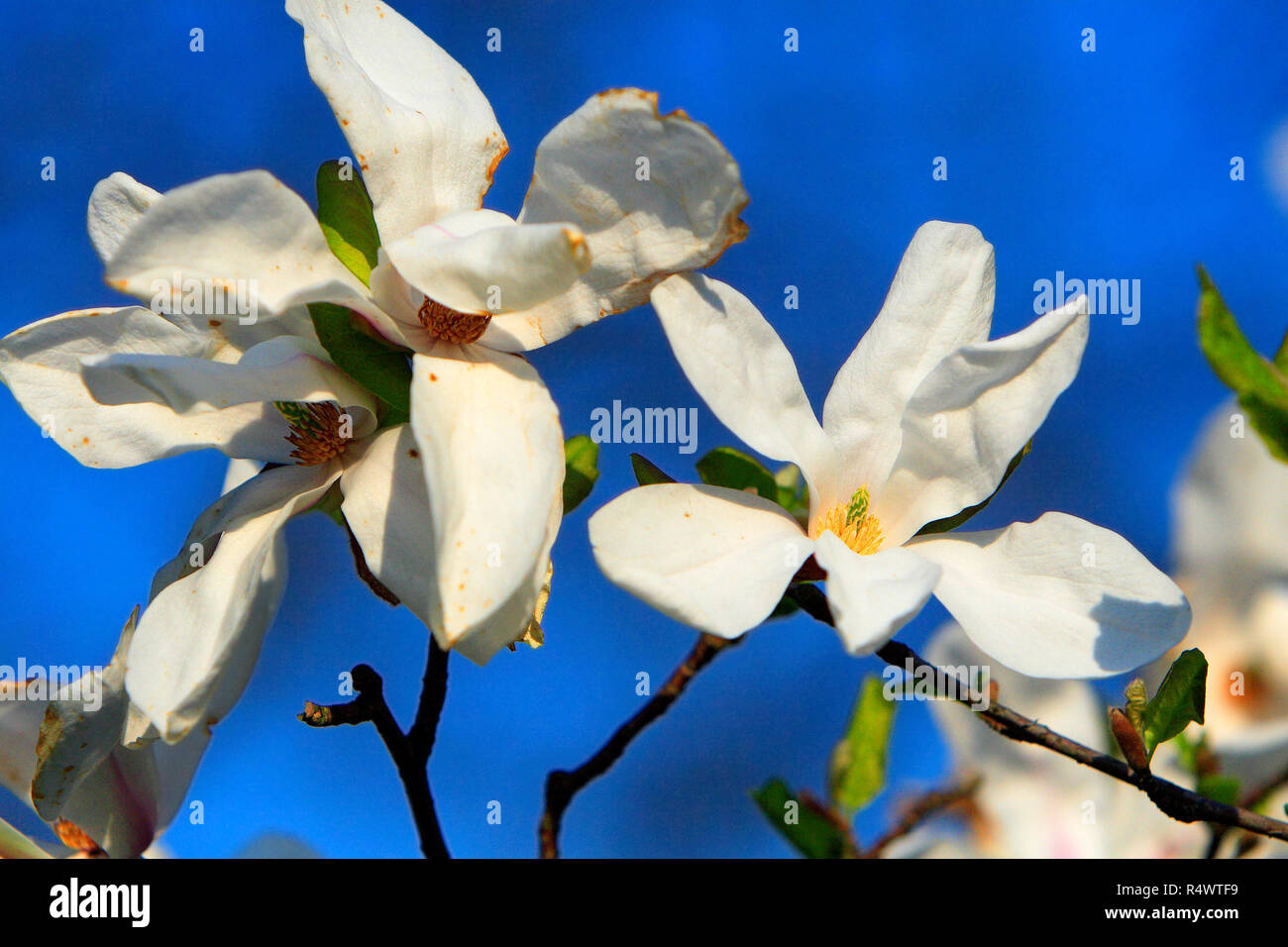 Magnolia wierzbnolistna hi-res stock photography and images - Alamy