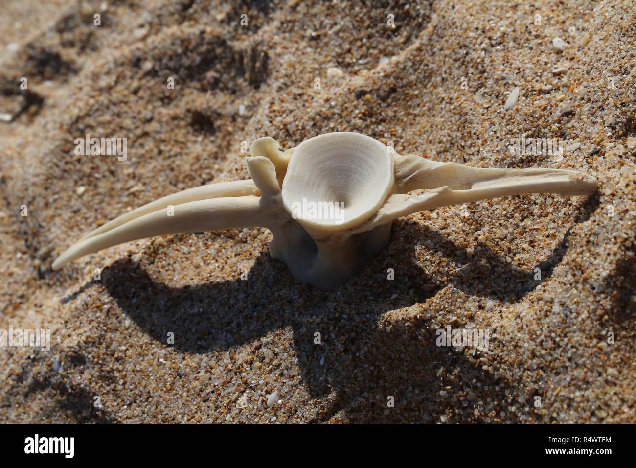 Bone For Tuna High Resolution Stock Photography and Images - Alamy