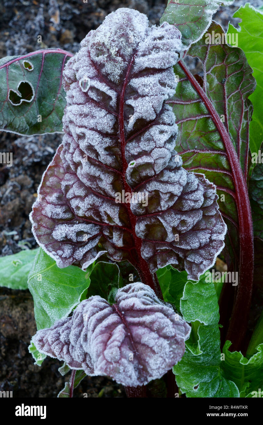 Frost swiss chard hi-res stock photography and images - Alamy