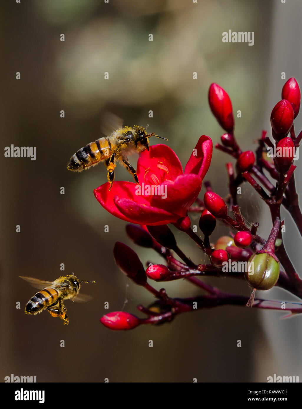 Distributing flower hi-res stock photography and images - Alamy