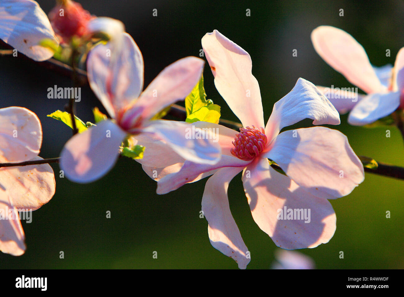 Blooming Star Magnolia flowers - Magnolia stellata - in spring season ...