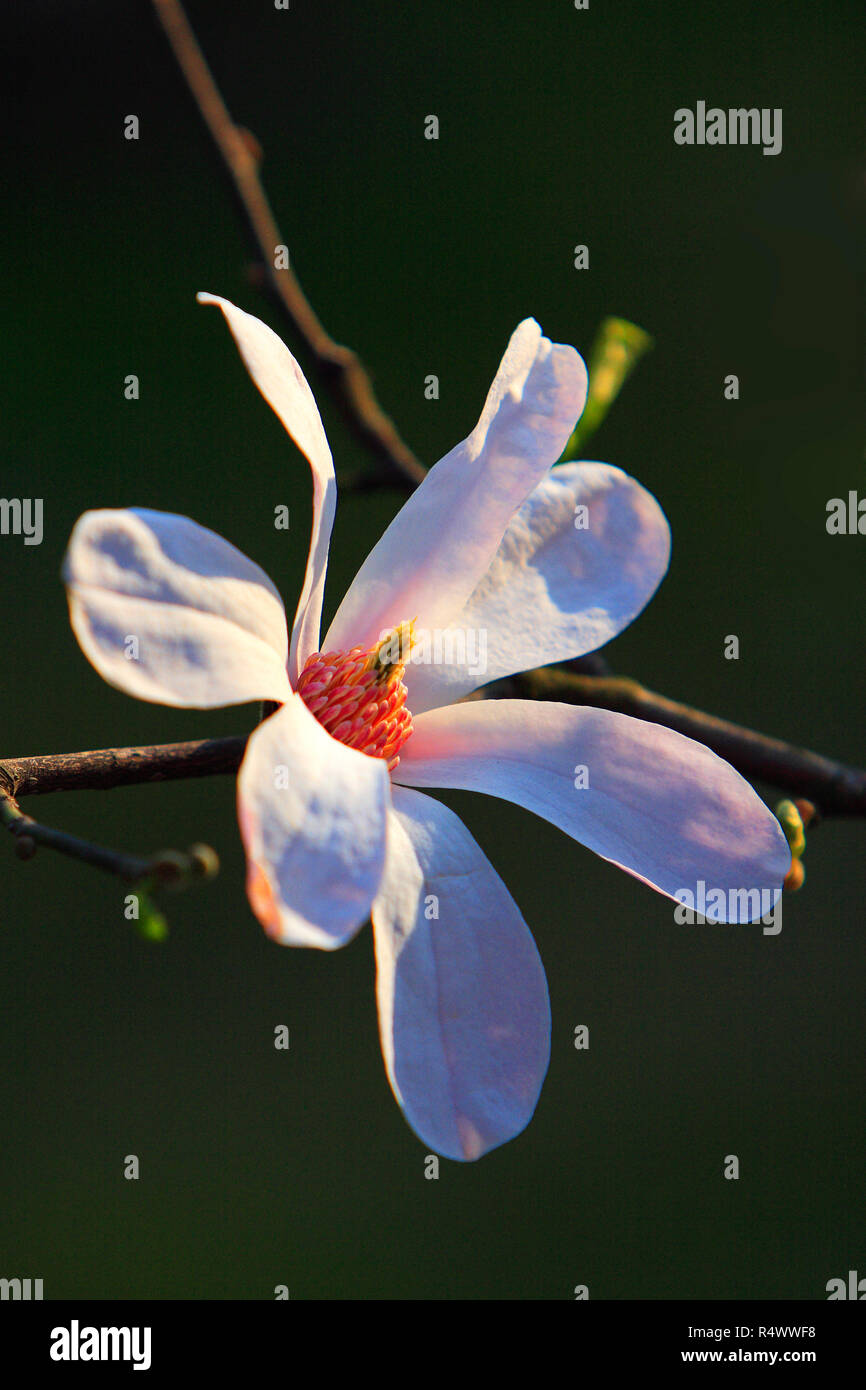 Blooming Star Magnolia flowers - Magnolia stellata - in spring season ...