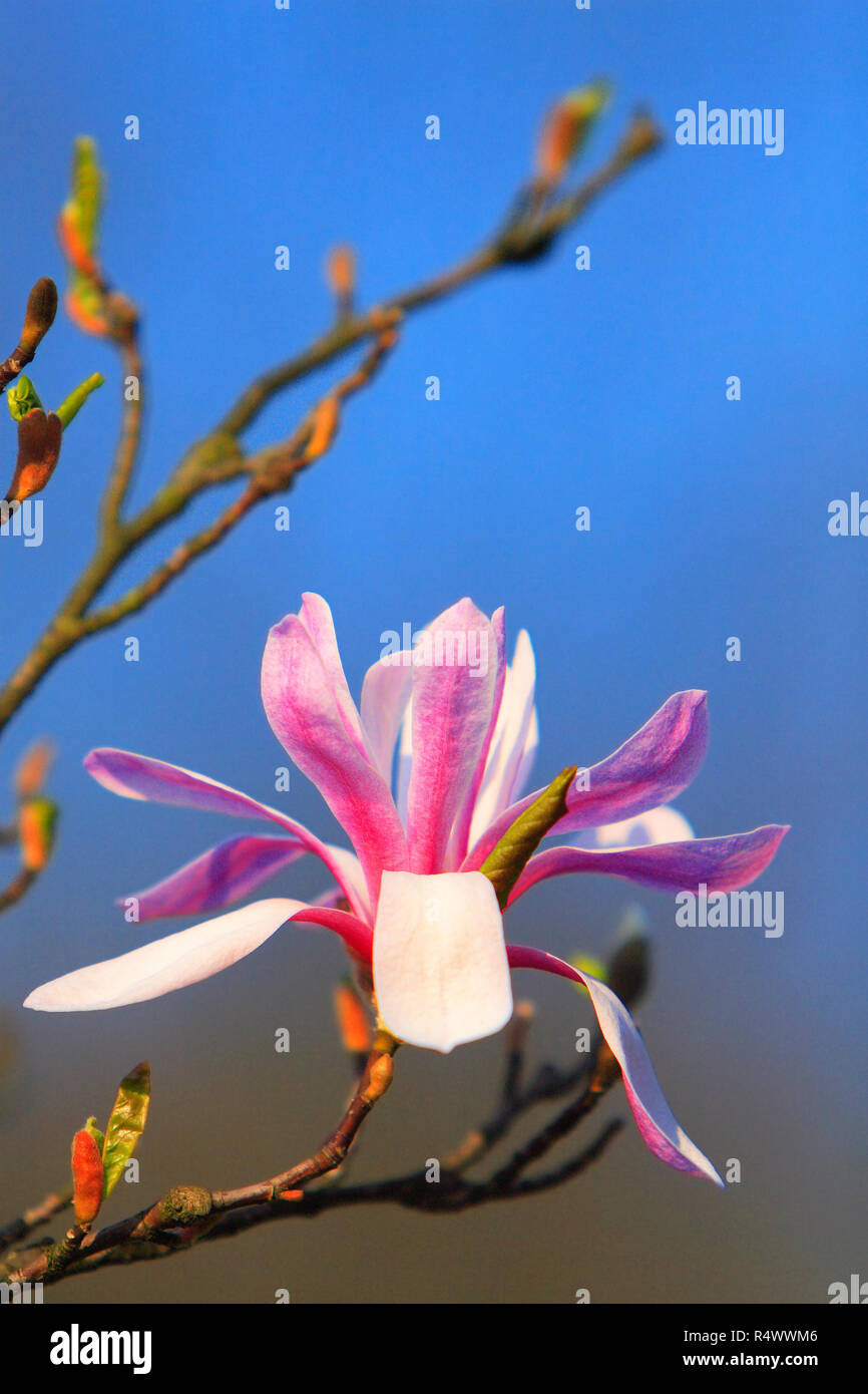 Blooming Star Magnolia flowers - Magnolia stellata - in spring season ...