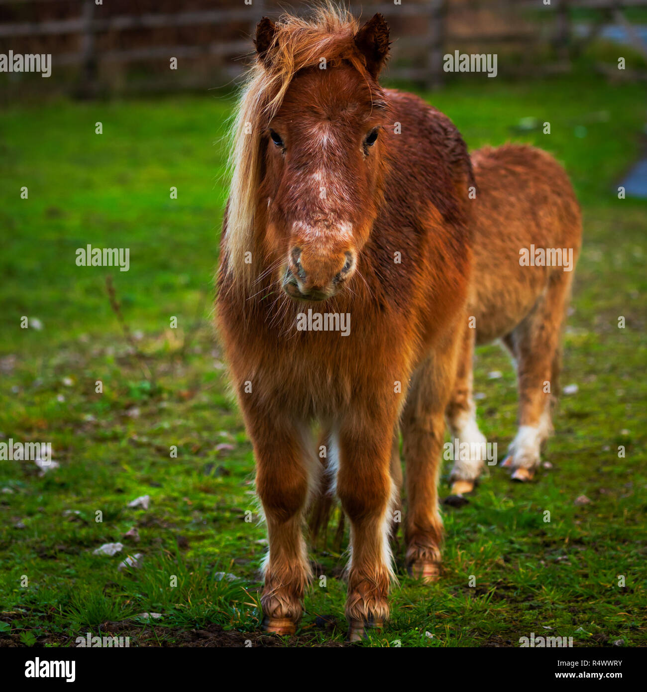 Two small ponies in a roadside field Stock Photo - Alamy