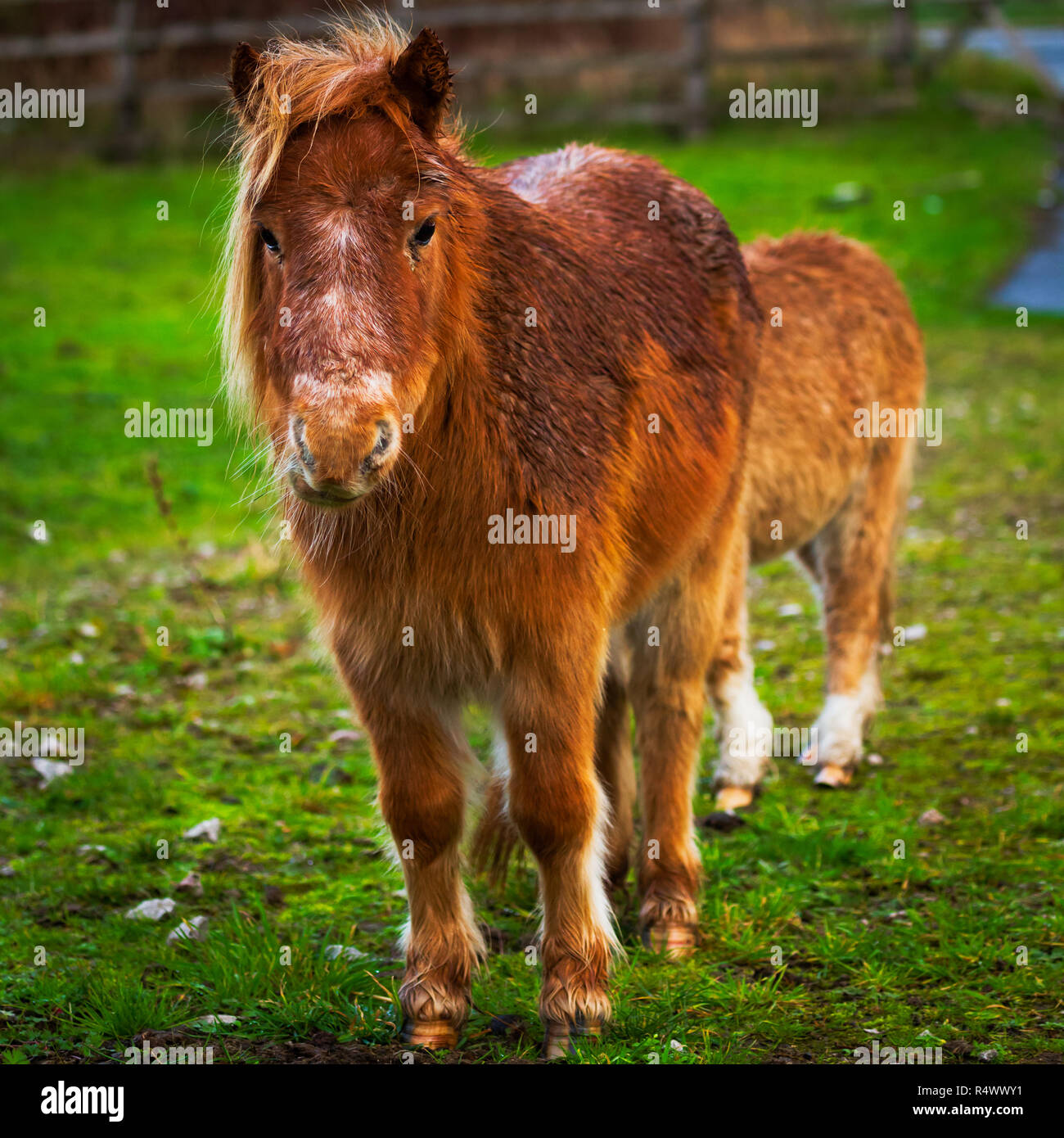 Two small ponies in a roadside field Stock Photo - Alamy