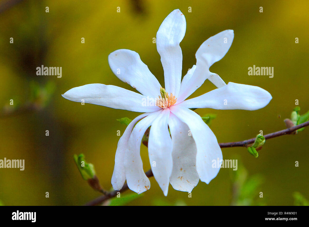 Salicifolia Magnolia Stock Photos & Salicifolia Magnolia Stock Images ...
