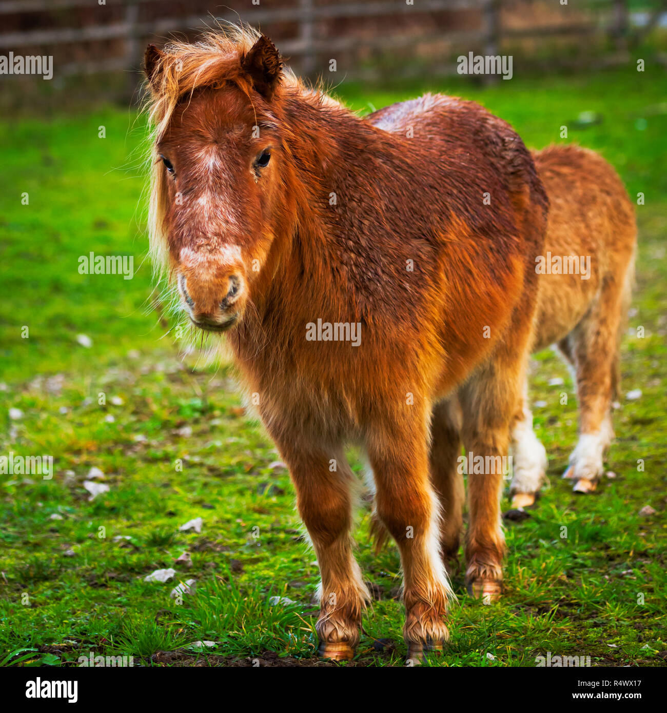 Two small ponies in a roadside field Stock Photo - Alamy