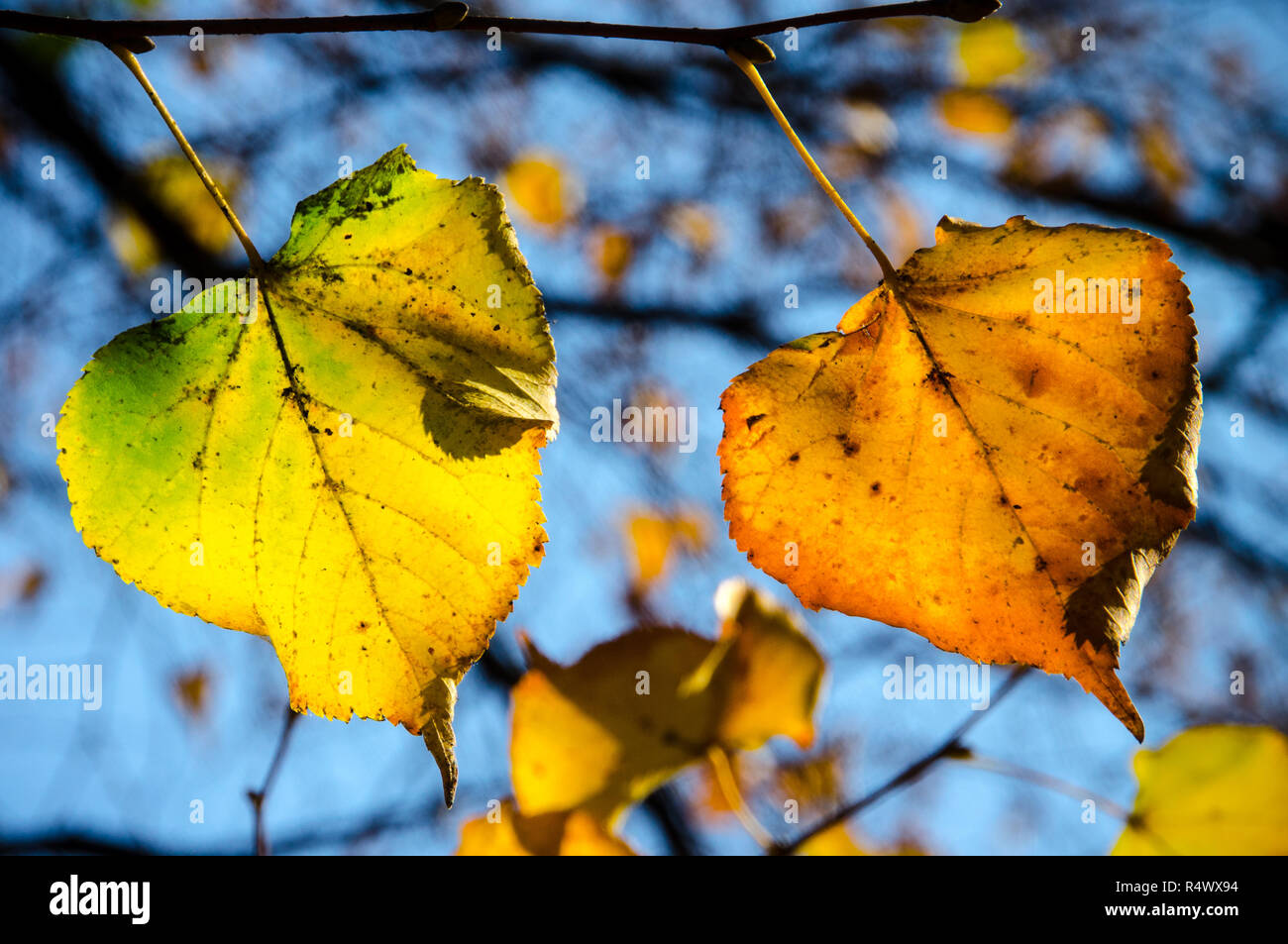 Tree plant forest leafs hi-res stock photography and images - Alamy