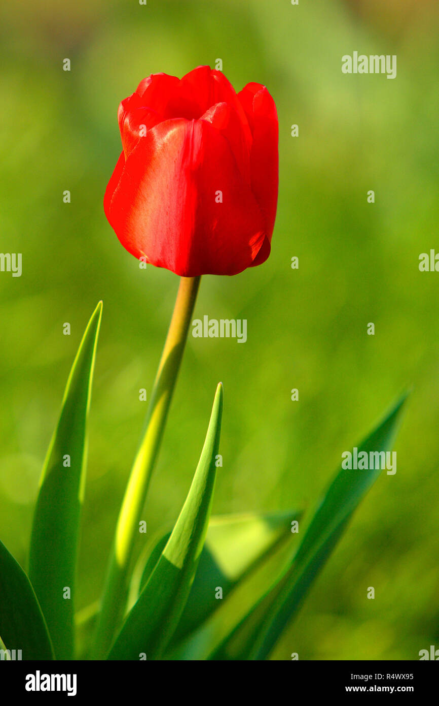 Tulipan botaniczny hi-res stock photography and images - Alamy