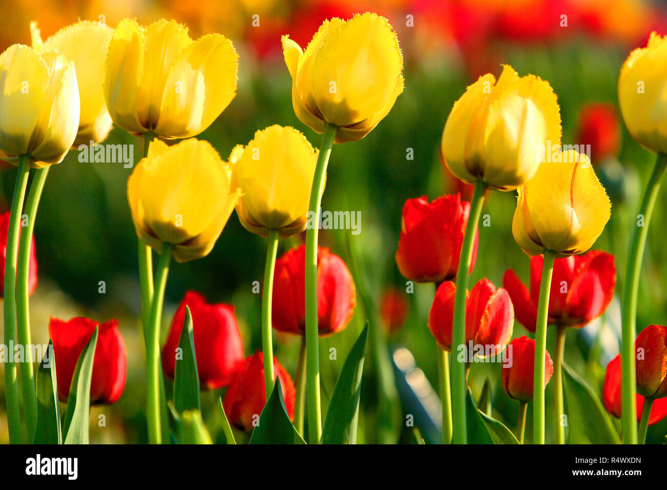 Blooming Botanical Tulip flowers - Tulipa - in spring season in a ...