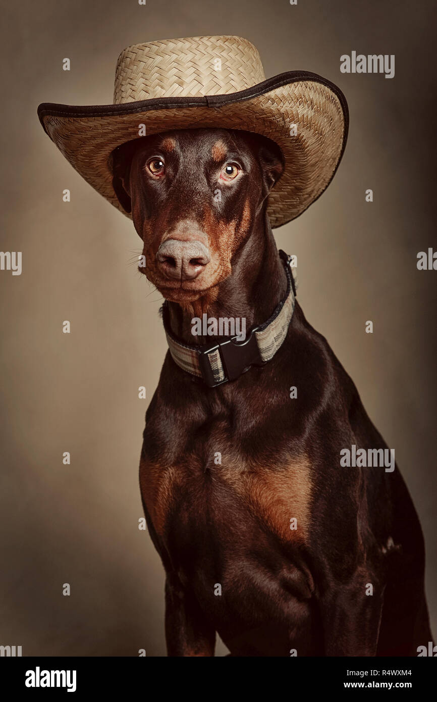 A dog sports a cowboy at in a studio portrait Stock Photo - Alamy
