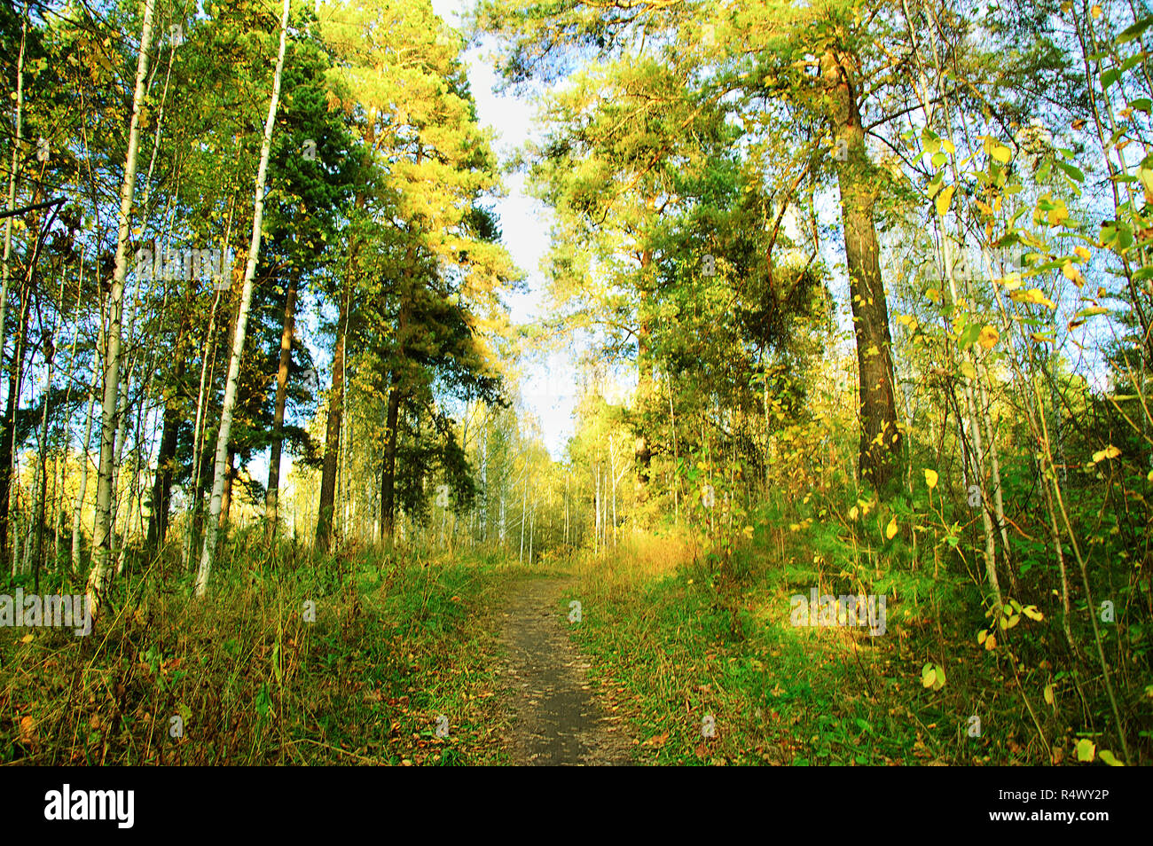 Autumn forest landscape. The path extends into the distance Stock Photo ...