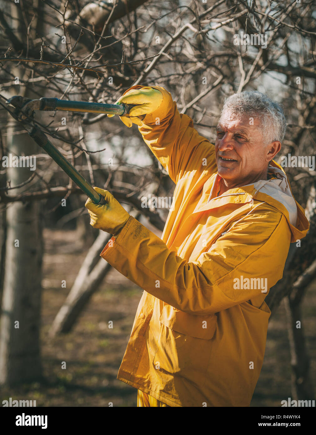 Mature smiling man pruning tree in the orchard before winter Stock ...