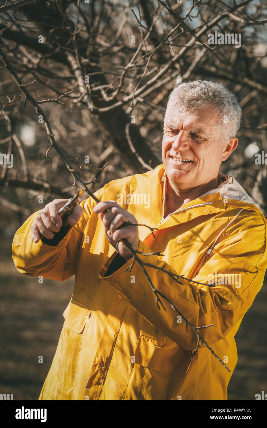 Mature smiling man pruning tree in the orchard before winter. Looking ...