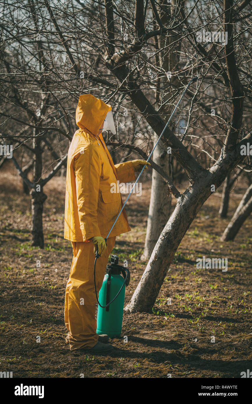 Mature man in protection suit spraying tree with chemicals in the ...