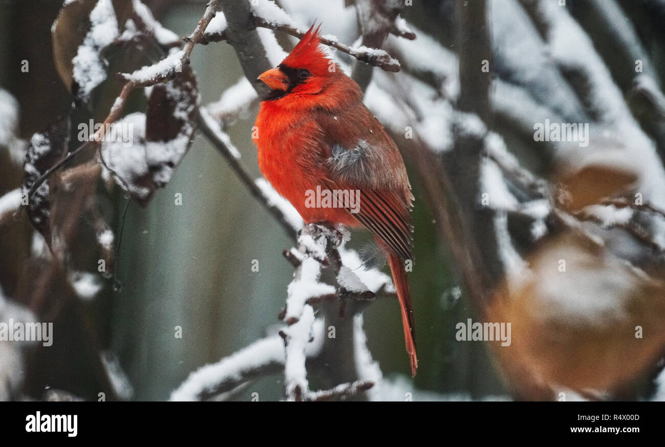 Red cardinal sitting hi-res stock photography and images - Alamy