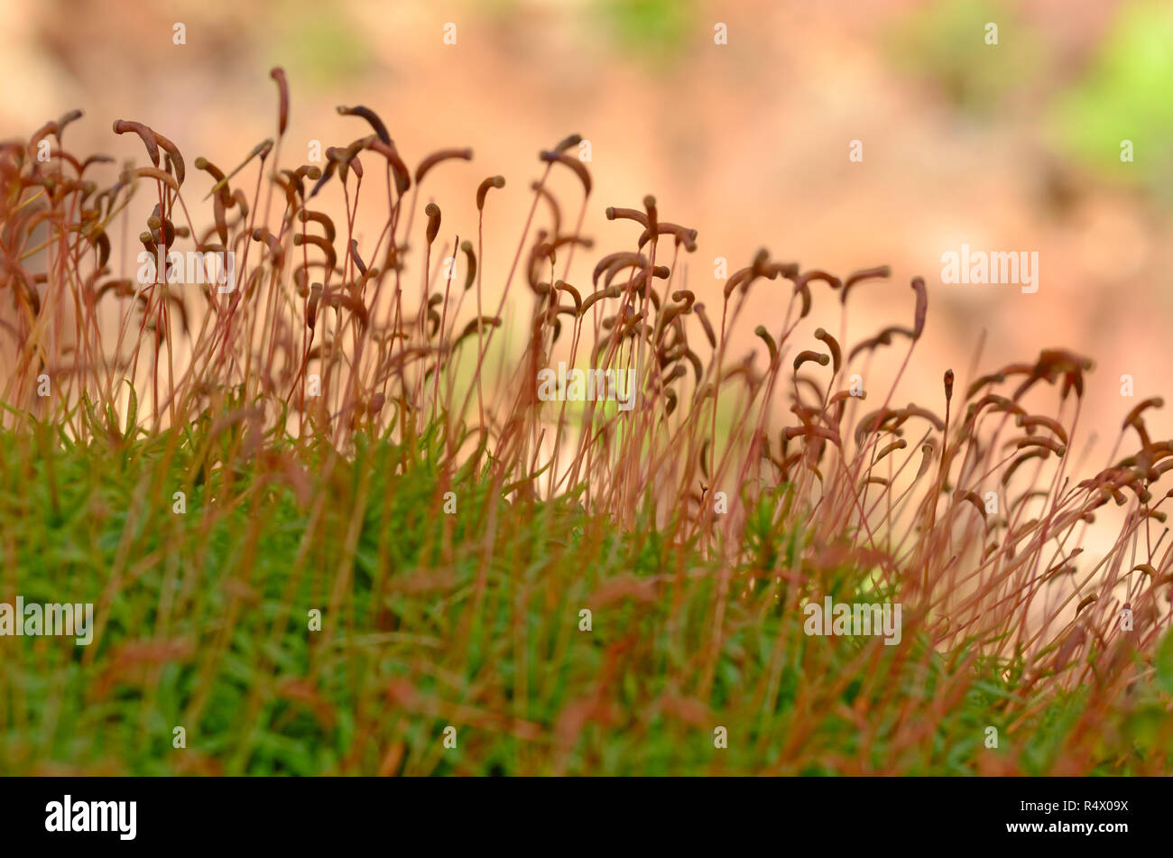 Thin stems with spores of moss.Moss grows in the forest in damp places ...