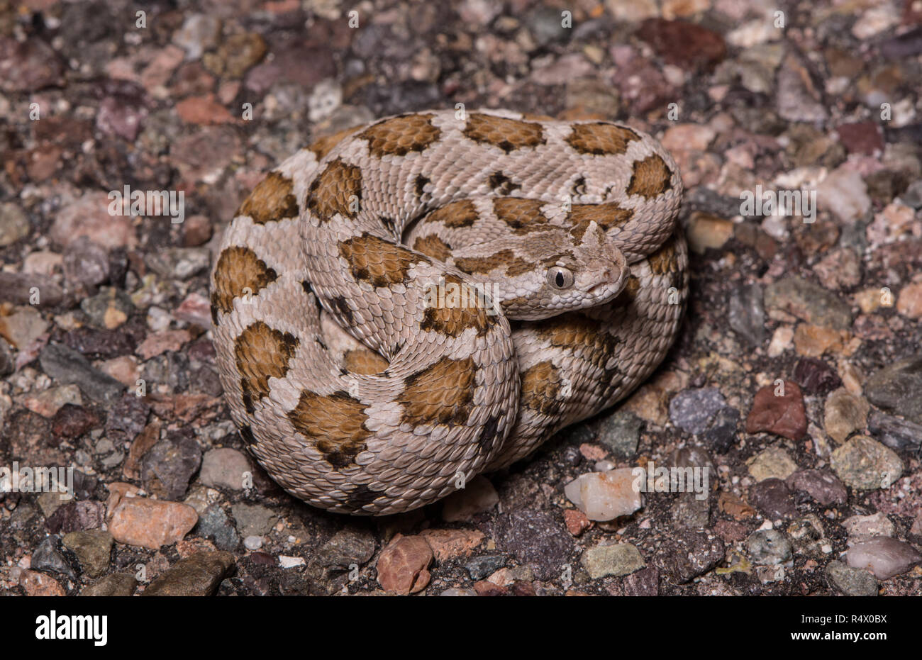 Lower California Rattlesnake (Crotalus enyo enyo) from Baja California ...