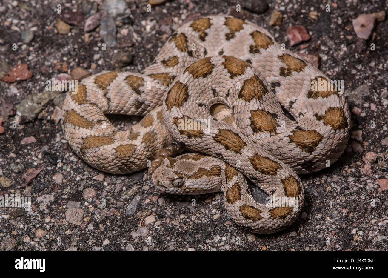Lower California Rattlesnake (Crotalus enyo enyo) from Baja California ...