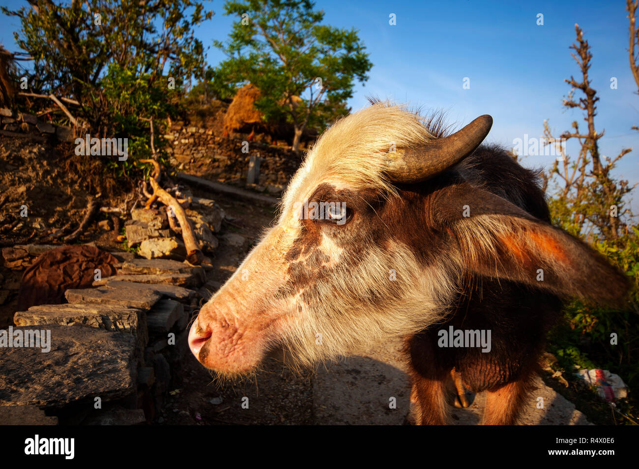 Blue cow of india hi-res stock photography and images - Alamy
