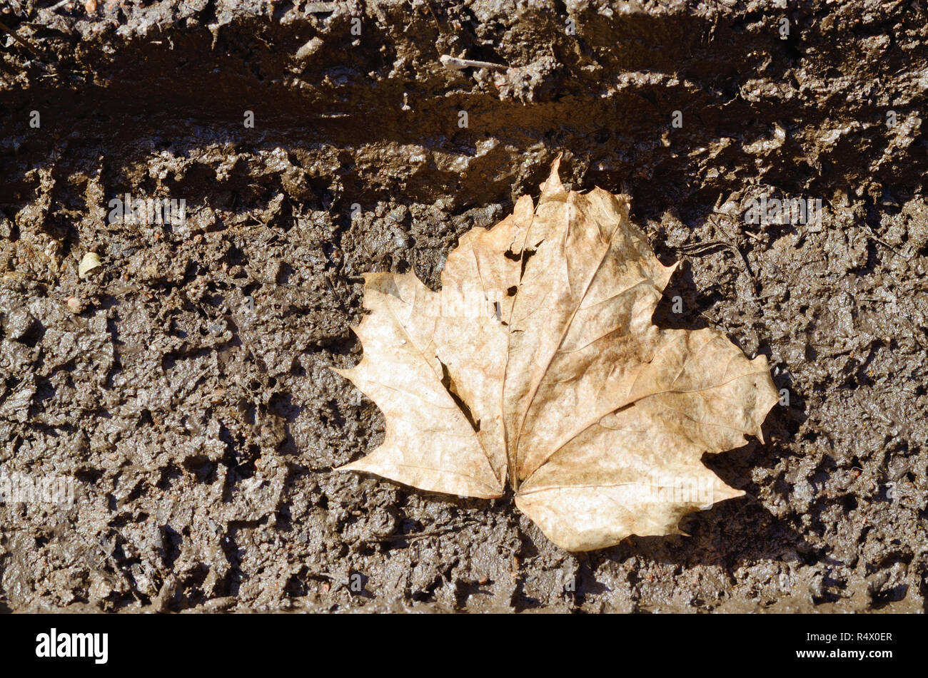 Rotten maple leaves leaf hi-res stock photography and images - Alamy