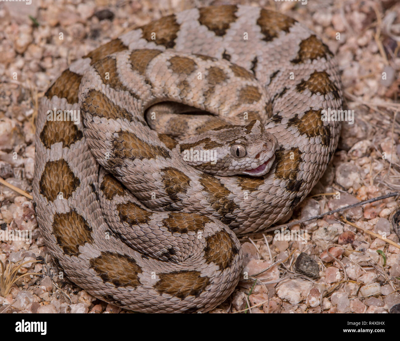 Lower California Rattlesnake (Crotalus enyo enyo) from Baja California ...