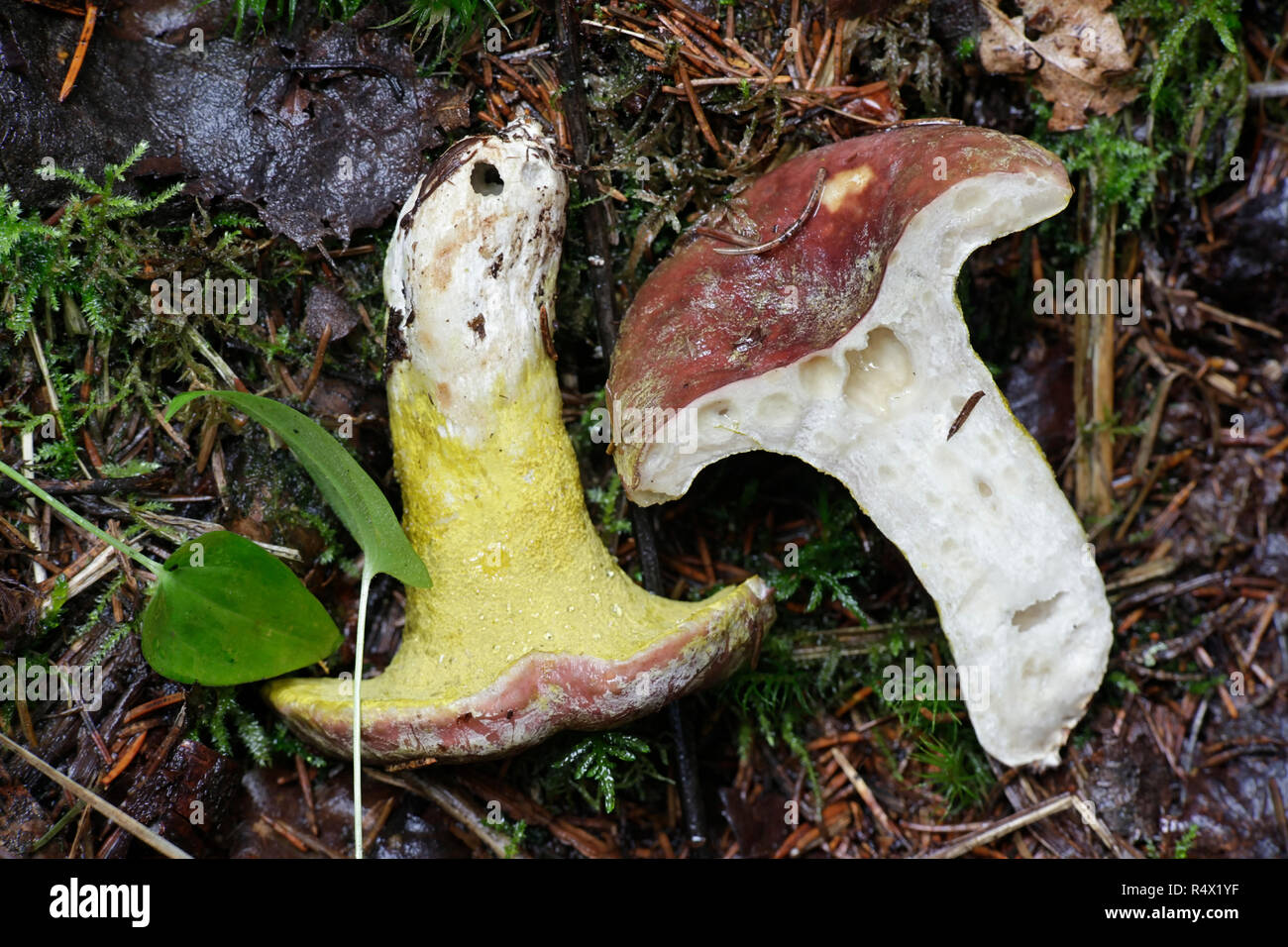 Hypomyces luteovirens, a parasite on various species of Russula, forms ...