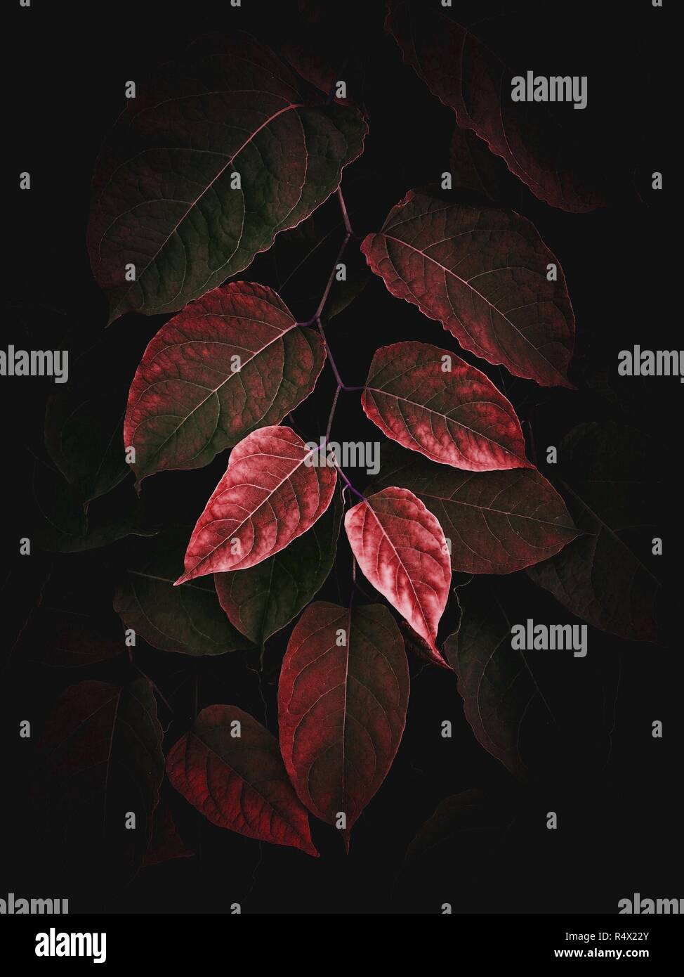 the red leaves texture Stock Photo - Alamy