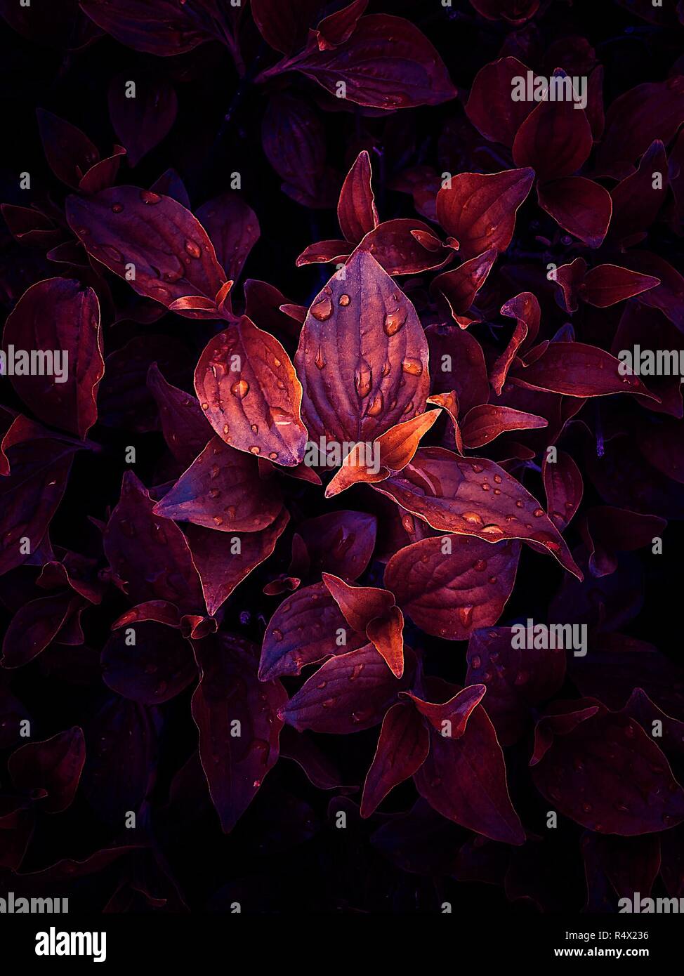 the red leaves texture Stock Photo - Alamy