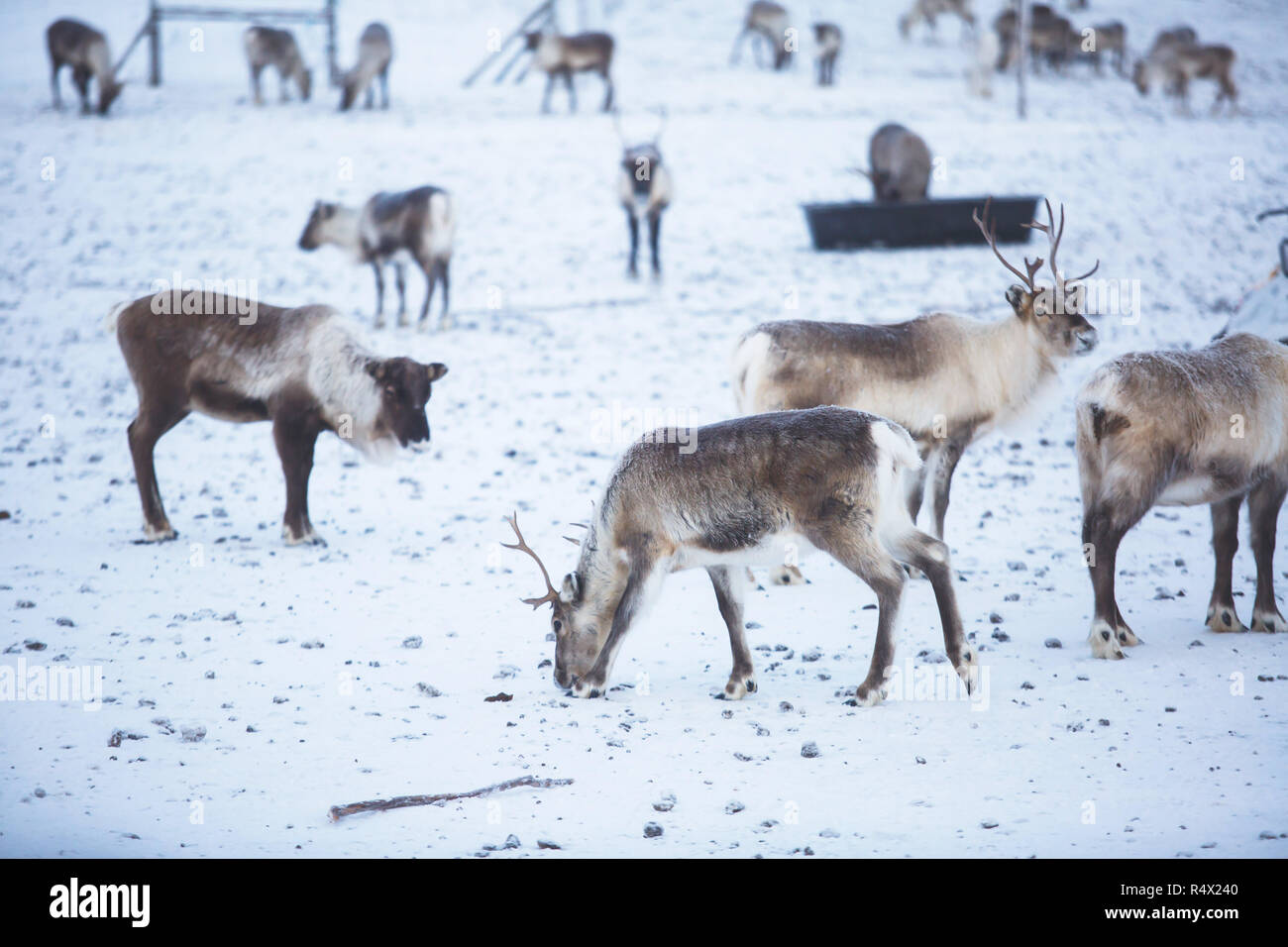 Group herd of caribou reindeers pasturing in snowy landscape, Northern ...