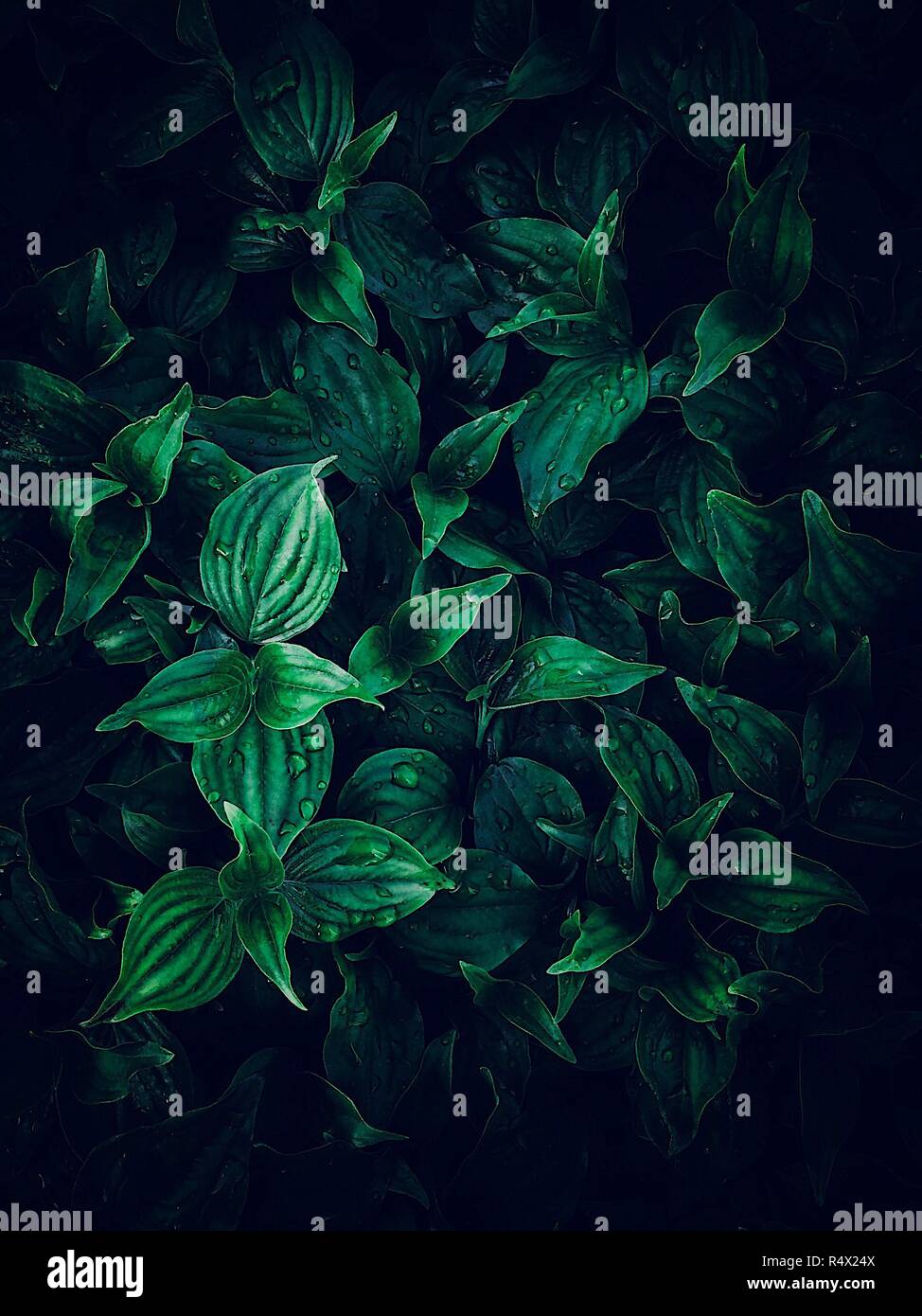 the green plant leaves texture Stock Photo - Alamy