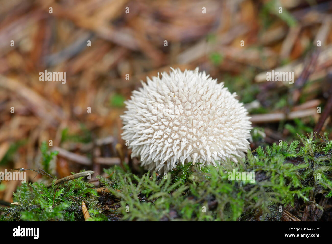 Lycoperdon perlatum, popularly known as the common puffball, warted ...