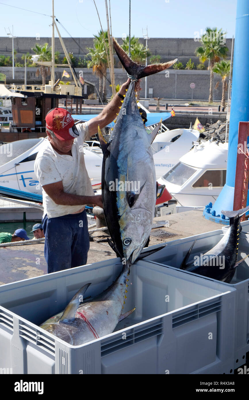 Weighing the Catch of Bluefin Tuna on the Harbour side at Puerto de ...