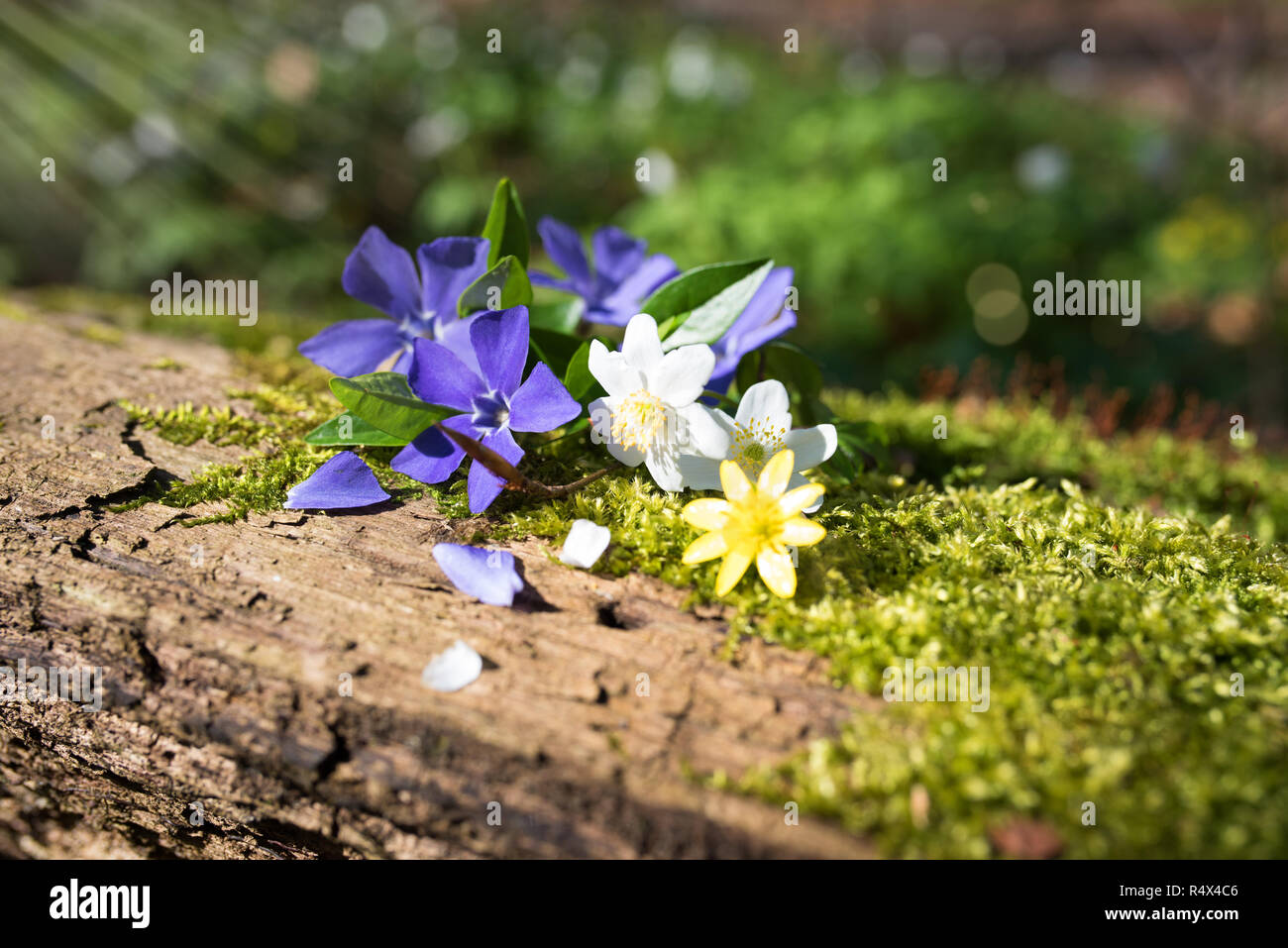 still life in the forest Stock Photo - Alamy