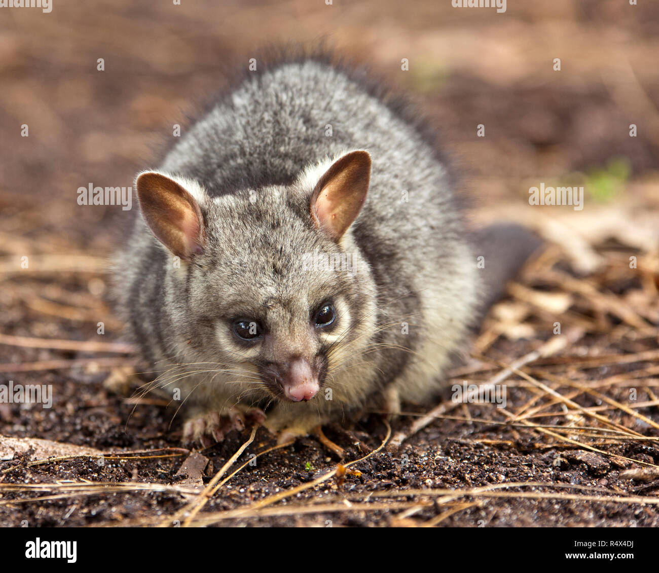 Possum baby hi-res stock photography and images - Alamy