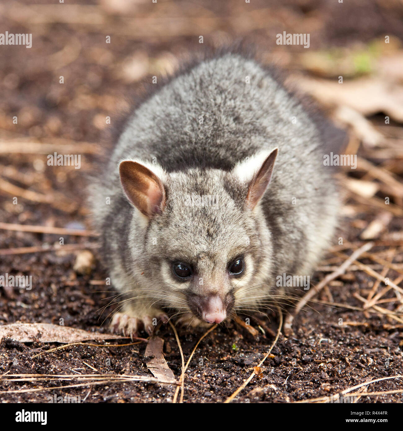 Australian Possum High Resolution Stock Photography and Images - Alamy