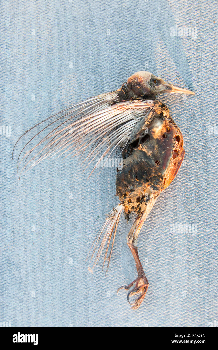 Decomposed body hi-res stock photography and images - Alamy