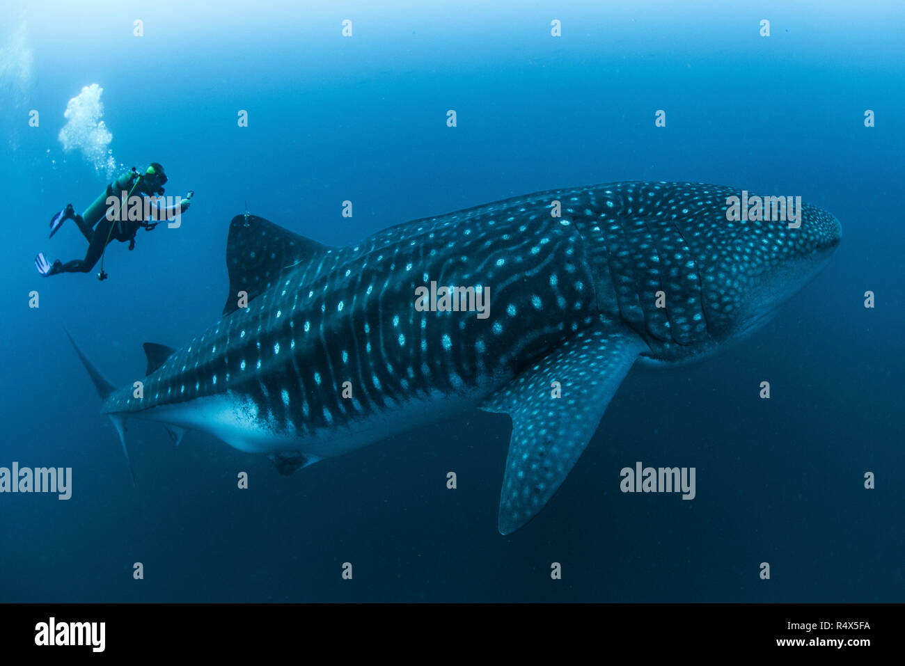 Marine Biologist Shark High Resolution Stock Photography and Images - Alamy